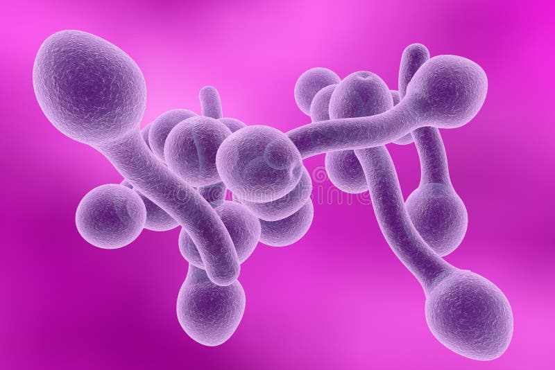 Svampinfektion Som Orsak Till Sinuit 3d Illustration Som Visar ...