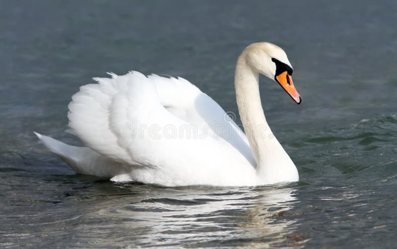 Svan fotografering för bildbyråer. Bild av behagfullt - 37857459
