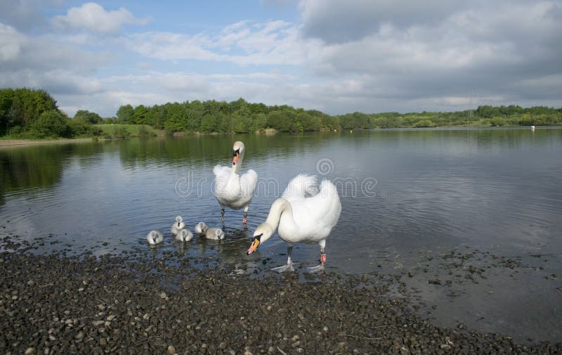 Svanar Med Deras Behandla Som Ett Barn Unga Svanar Arkivfoto - Bild av ...