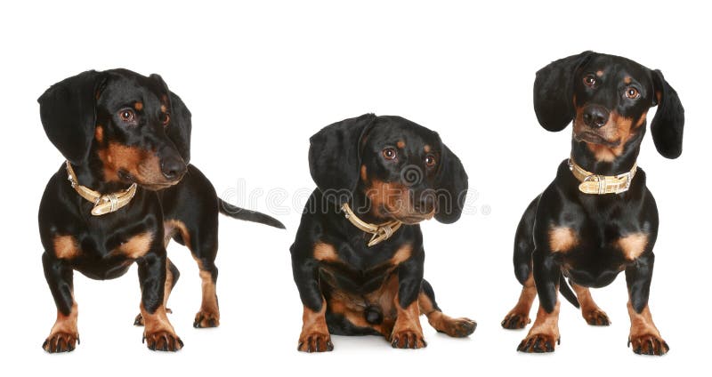 Svart brun taxvalp arkivfoto. Bild av carnivore, valp - 13923108