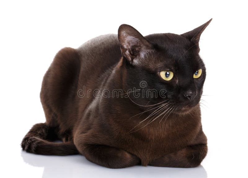 Den Svarta Burmese Katten Med Guling Synar Anseende På Vit Bakgrund ...