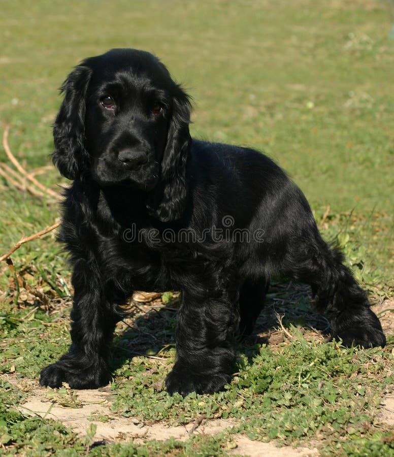 Svart Cockerspanielvalpspaniel Fotografering för Bildbyråer - Bild av ...
