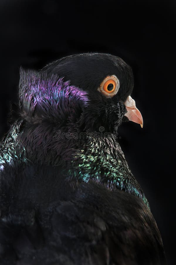 Svart duva fotografering för bildbyråer. Bild av klosterbroder - 64075203