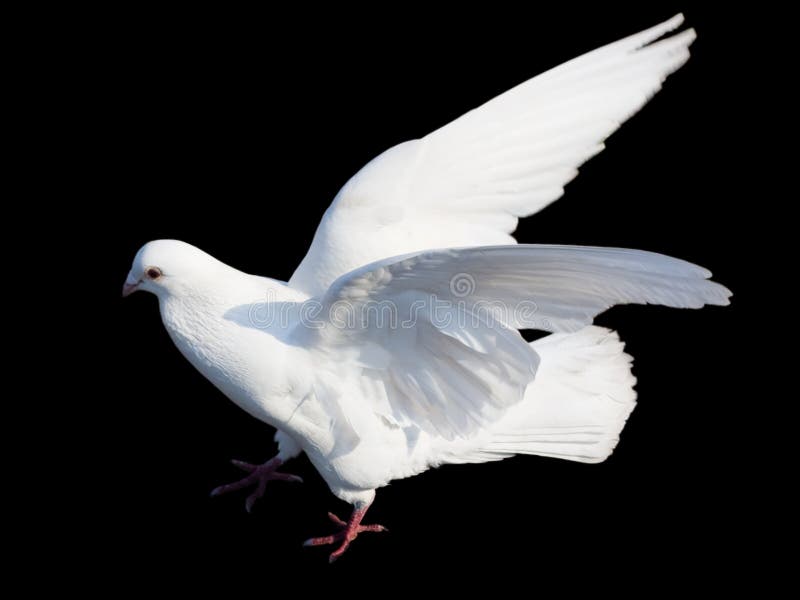 Duvaflyg fotografering för bildbyråer. Bild av natur, vinge - 8848047