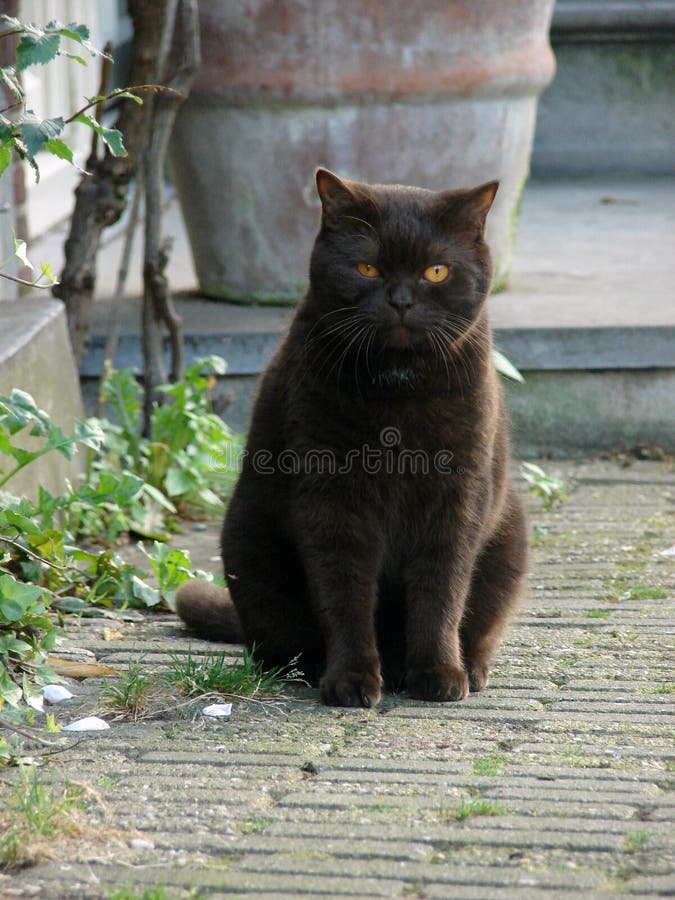 Svart fet katt arkivfoto. Bild av angus, fett, kattunge - 38267788