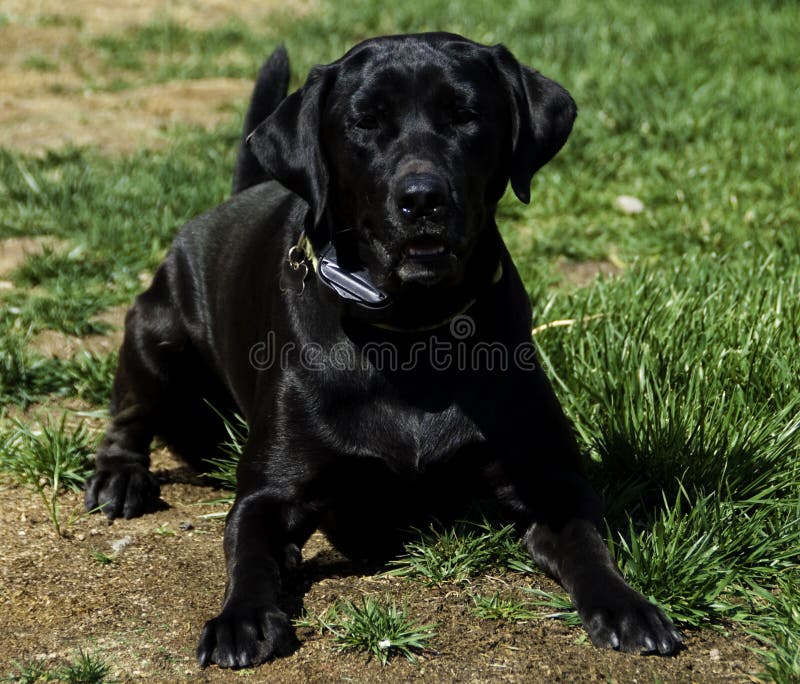 Svart Labrador Valp Som Spelar Med En Röd Boll Fotografering för ...