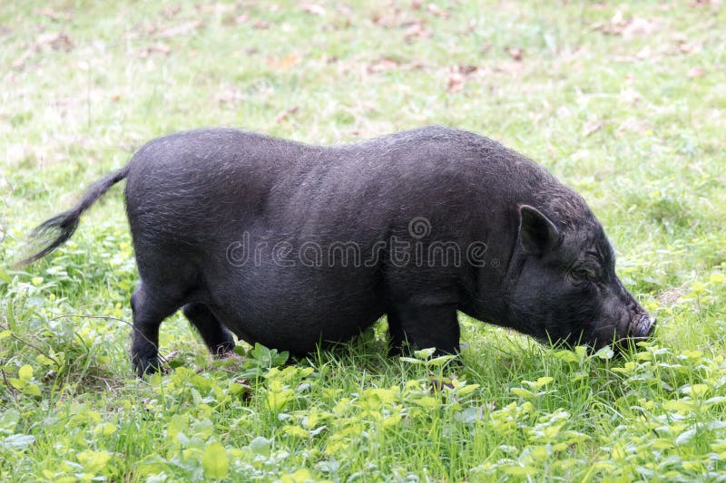 Svart svin, Mallorca arkivfoto. Bild av serrano, neger - 94971178