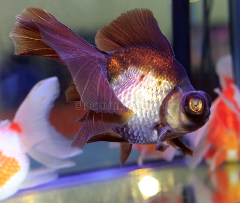 Röd guldfisk i akvarium fotografering för bildbyråer. Bild av angus ...