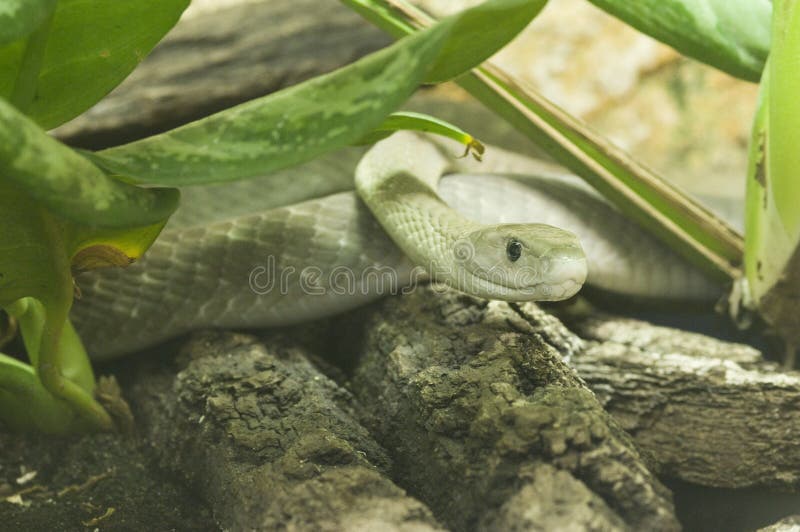 Svart head mamba fotografering för bildbyråer. Bild av huvud - 14667867