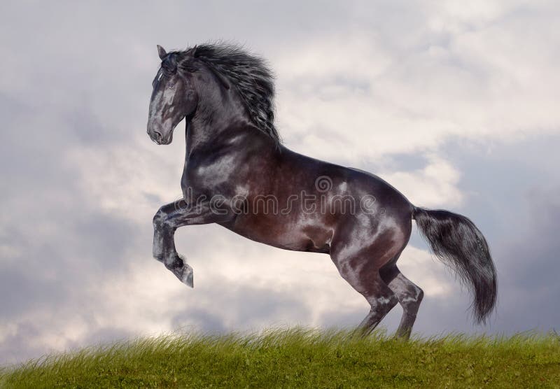 Svart hingst arkivfoto. Bild av galopp, manen, snabbast - 41373278