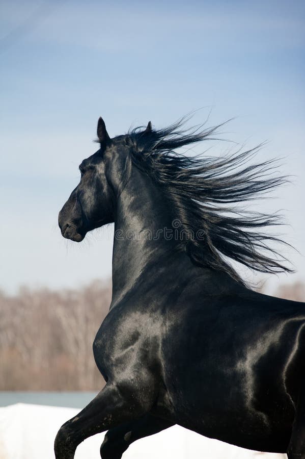 Svart Hingst Av Rysk Ridhäst I Rörelse Arkivfoto - Bild av horisontal ...