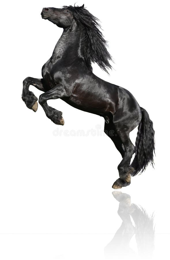 Hingst Av Den Svarta Welsh Majskolven Fotografering för Bildbyråer ...