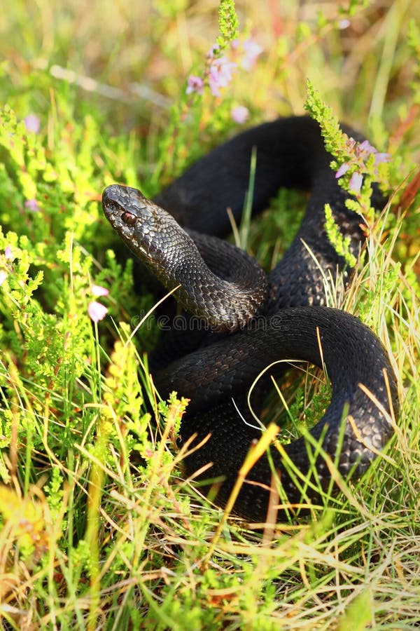 Svart huggorm för berg fotografering för bildbyråer. Bild av angus ...
