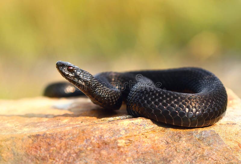 Svart huggorm för berg fotografering för bildbyråer. Bild av angus ...