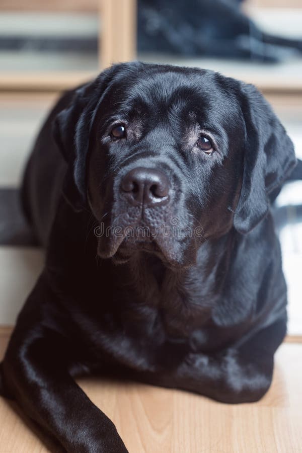 Svart labrador retriever fotografering för bildbyråer. Bild av huvud ...