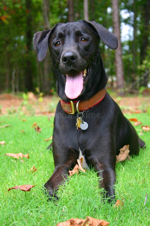 Svart labrador stående fotografering för bildbyråer. Bild av vän - 5140969