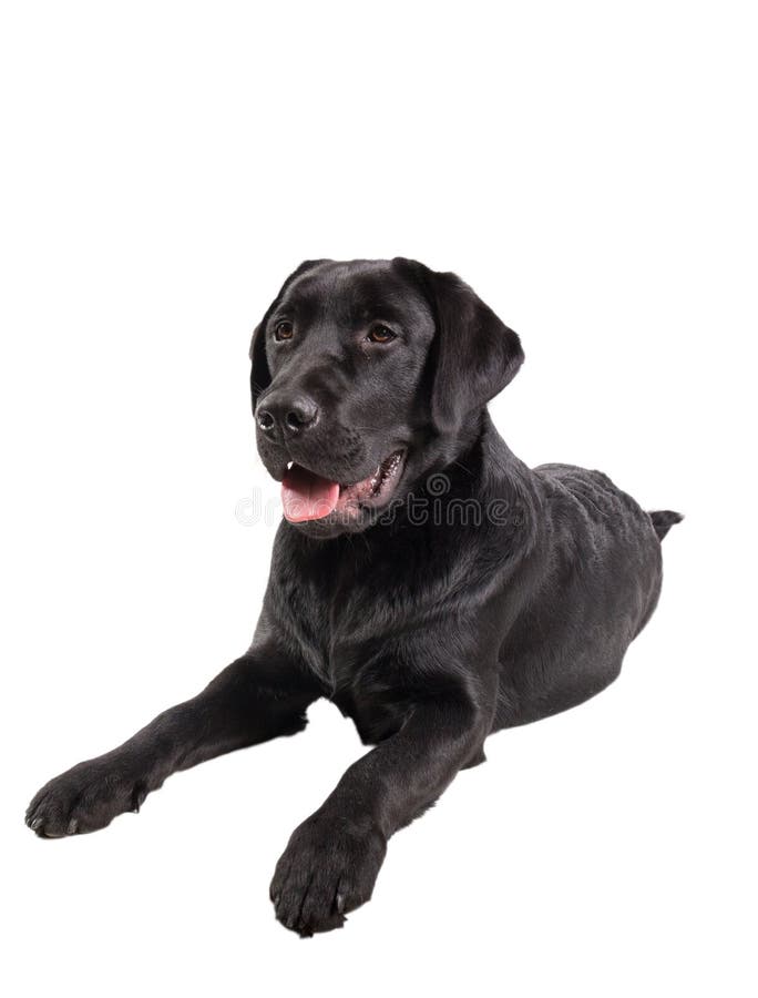 Svart labrador retriever fotografering för bildbyråer. Bild av hundar ...