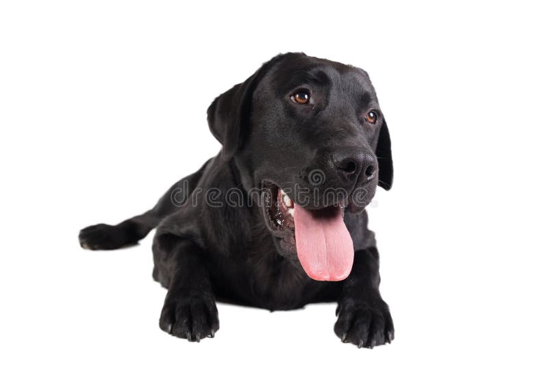 Svart labrador retriever fotografering för bildbyråer. Bild av hundar ...
