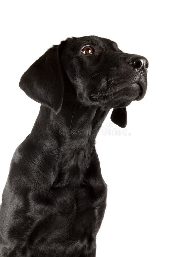 Svart labrador valp fotografering för bildbyråer. Bild av hund - 10937433