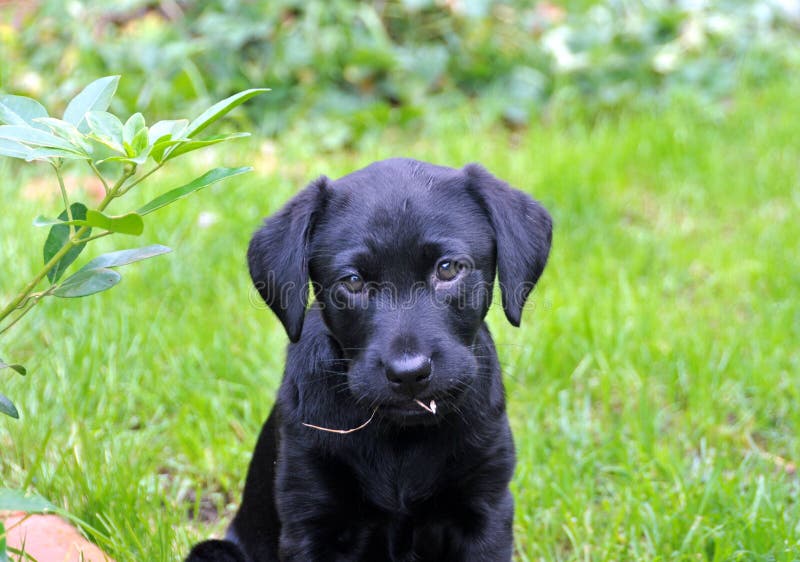 Svart labrador valp fotografering för bildbyråer. Bild av gulligt ...