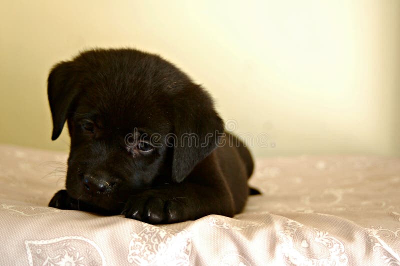 Svart labrador valp fotografering för bildbyråer. Bild av trä - 74830787