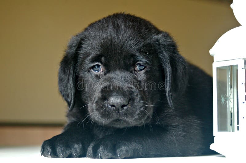 Svart labrador valp fotografering för bildbyråer. Bild av trä - 74830787