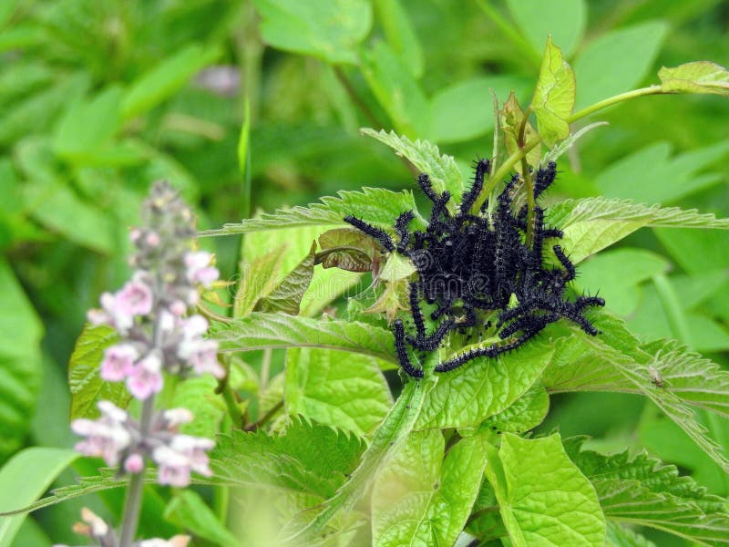 Larv fotografering för bildbyråer. Bild av blomma, angus - 35016117