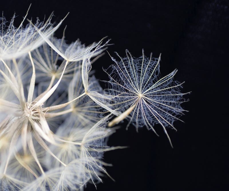 Maskros arkivfoto. Bild av fluffigt, livstid, fertilitet - 9953328