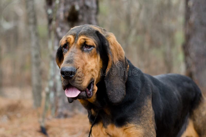 Svart Och Tan Bloodhound Dog Fotografering för Bildbyråer - Bild av ...