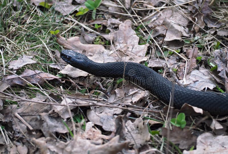 Den Svarta Ormen På Skogen På Sidorna Krullade Upp I Bollen VI ...