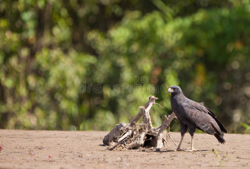 Stora Svarta Hawk Grabbing Fish I Floden Arkivfoto - Bild av klaffar ...