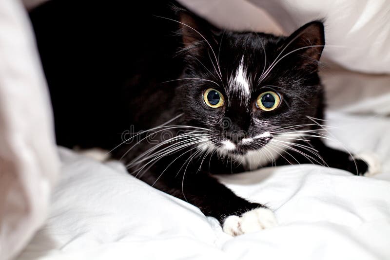 Svart-vit Katt Under En Filt Fotografering för Bildbyråer - Bild av ...