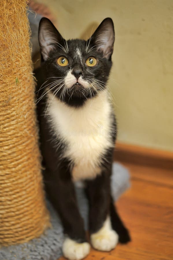 Svartvit fet katt fotografering för bildbyråer. Bild av isolerat ...