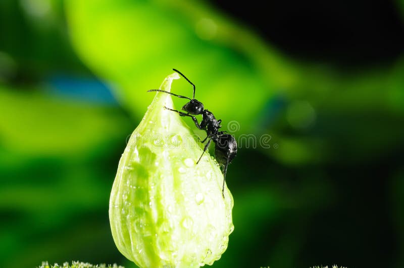 Svarta myror med vingar fotografering för bildbyråer. Bild av snickare ...