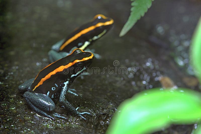 Svarta Grodor Med Den Guld- Cirkeln I Suoi Tien Park, Vietnam ...