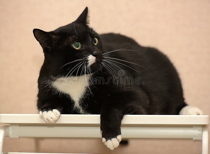 Svartvit fet katt fotografering för bildbyråer. Bild av isolerat ...