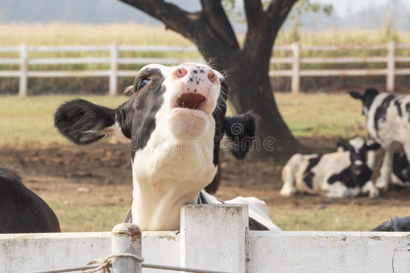 Svartvit Ko-bild I Jordbrukets Ko-huvud Arkivfoto - Bild av framdel ...