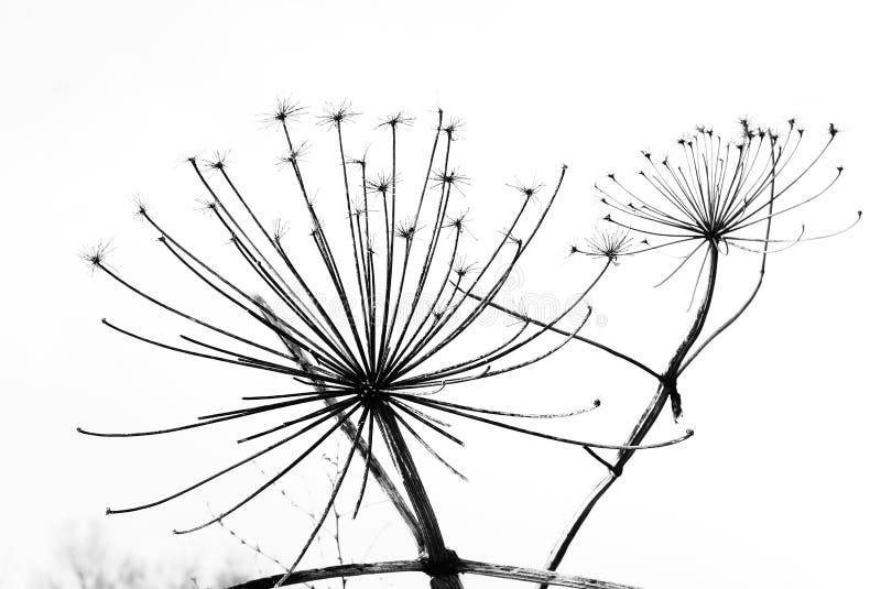 169 Svartvit Maskros Foton - Gratis och royaltyfria stockfoton från ...