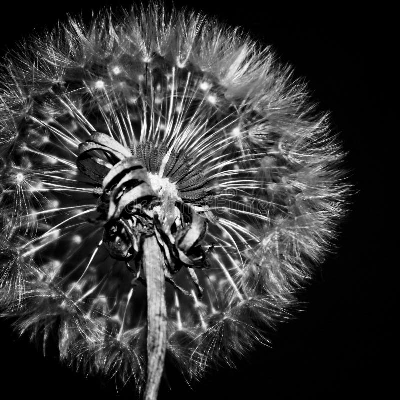 280 Svartvit Maskros Stock Photos - Free & Royalty-Free Stock Foton ...