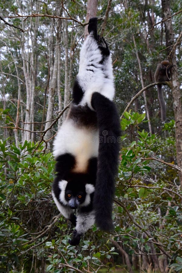 Maki - Madagascar arkivfoto. Bild av natur, skräddarsydd - 97176358
