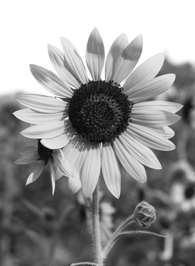 Svartvit solros fotografering för bildbyråer. Bild av solros - 70446583