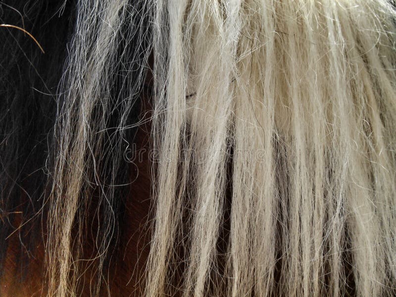 Svartvit tagel arkivfoto. Bild av textur, tagel, rött - 34662490