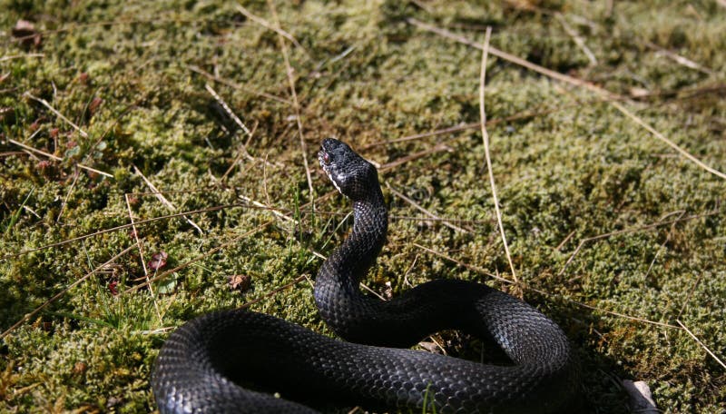 Svensk Huggormorm Med Den Svarta Sicksackmodellen Fotografering för ...