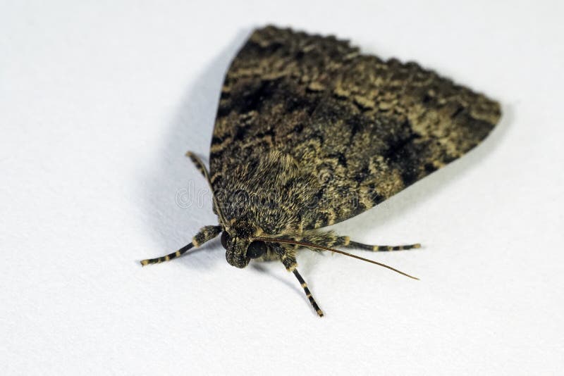 Svensson`s Copper Underwing Moth Amphipyra Berbera Stock Photo - Image ...