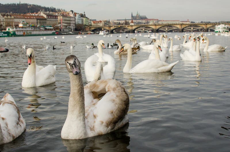 Swags on Thre River Vltava, Prague, Czech Republic Stock Photo - Image ...