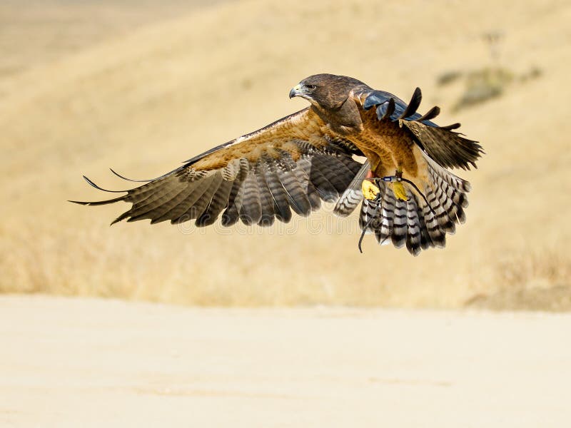 Swainson hawk flying stock image. Image of avian, summer - 28314473