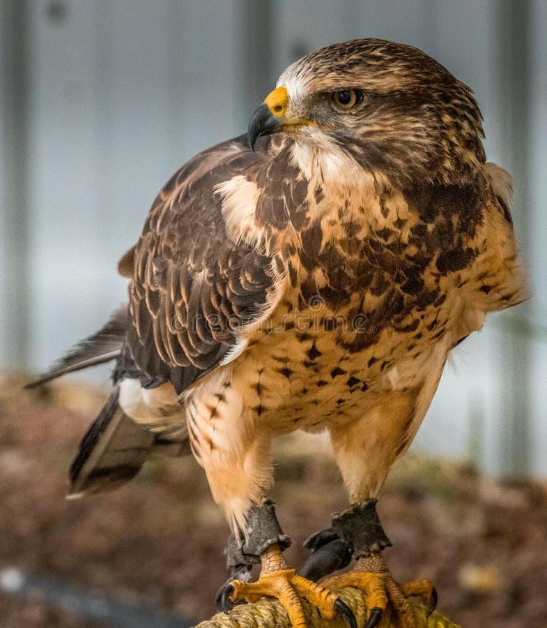 Swainson Hawk Looking for Prey Birds of Prey Centre Coleman Alberta ...
