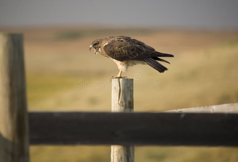 Swainson Hawk on Post stock photo. Image of nature, animal - 27624824
