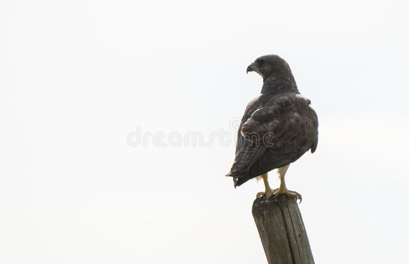 Swainson Hawk Prairie stock photo. Image of animal, raptor - 228526658