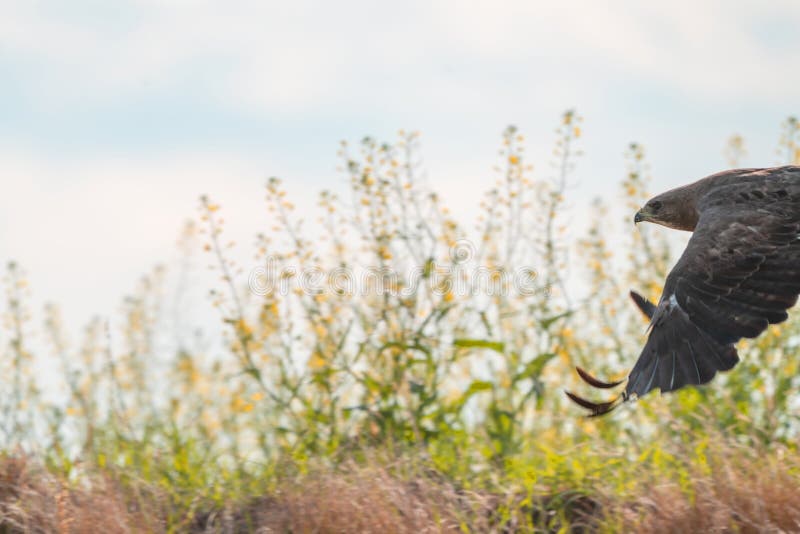 Swainson Hawk Prairie stock image. Image of raptor, hunter - 228526675